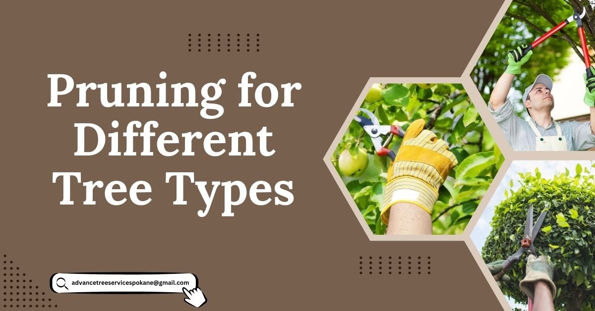 What Are the Five Rules of Pruning? Expert Tips for Tree Care